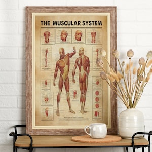 Muscular System Knowledge, Muscular System Print, Muscular System ...