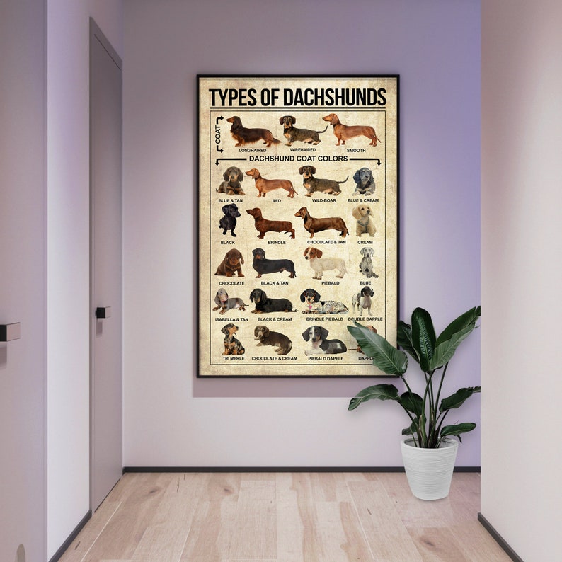 Types of Dachshunds Dog Poster, Dachshunds Knowledge Poster, Dachshunds ...
