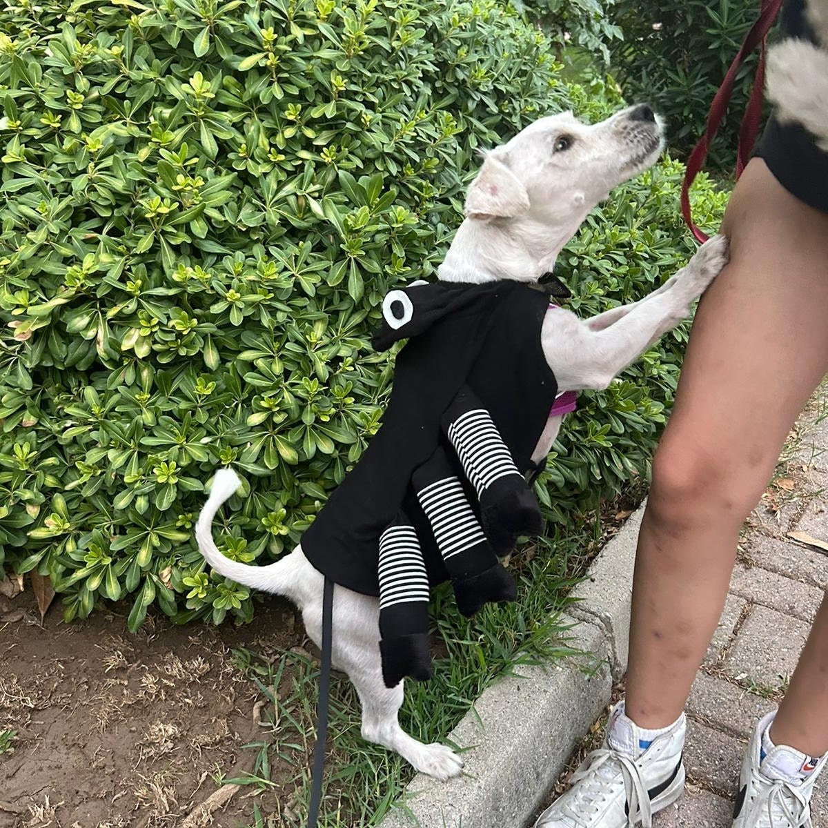 Pet Spider Costume Spider Dog Costume Halloween Dog Costume - Etsy