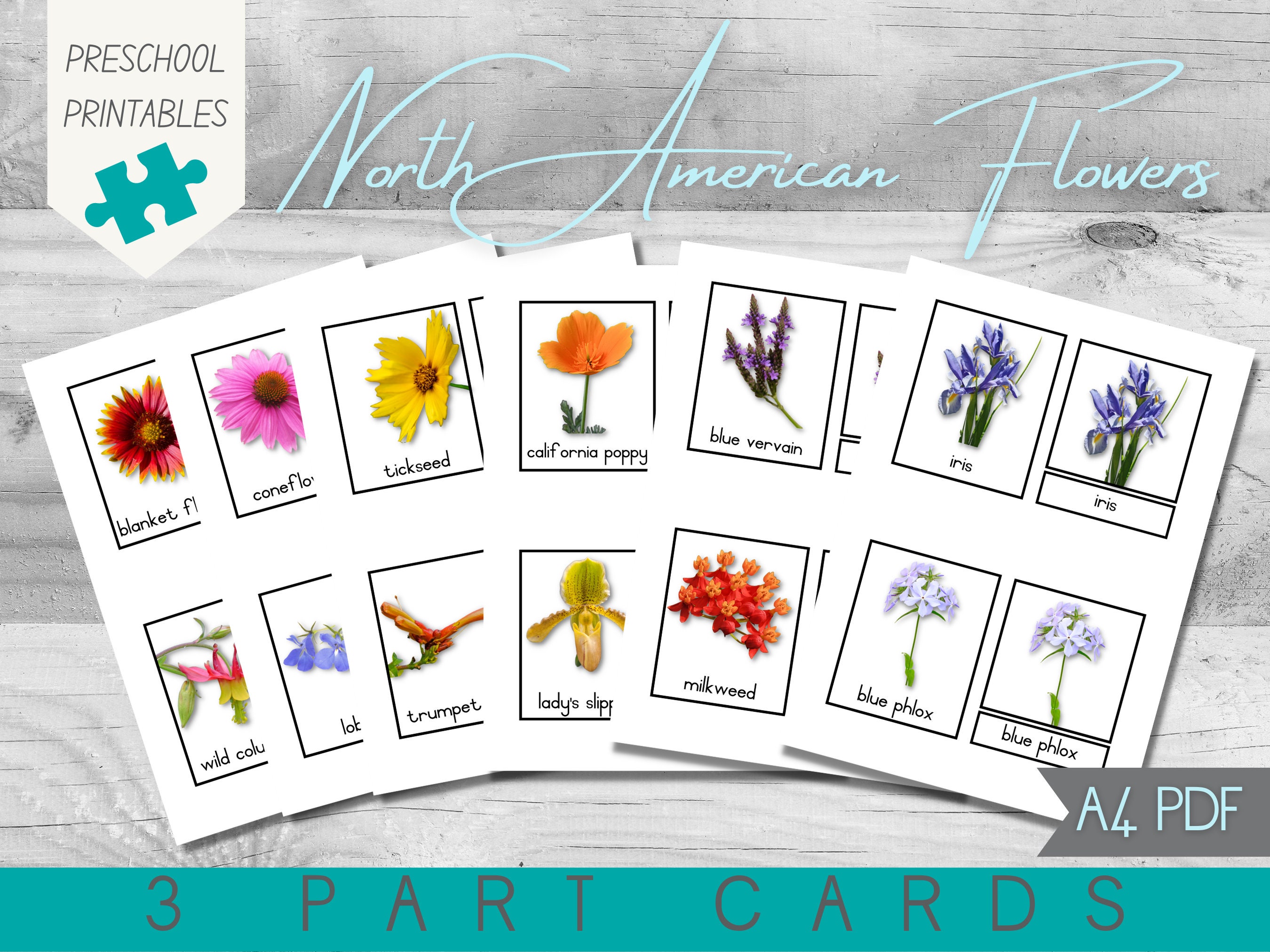 North American Flowers | Montessori Continents Preschool Activity | 12 ...