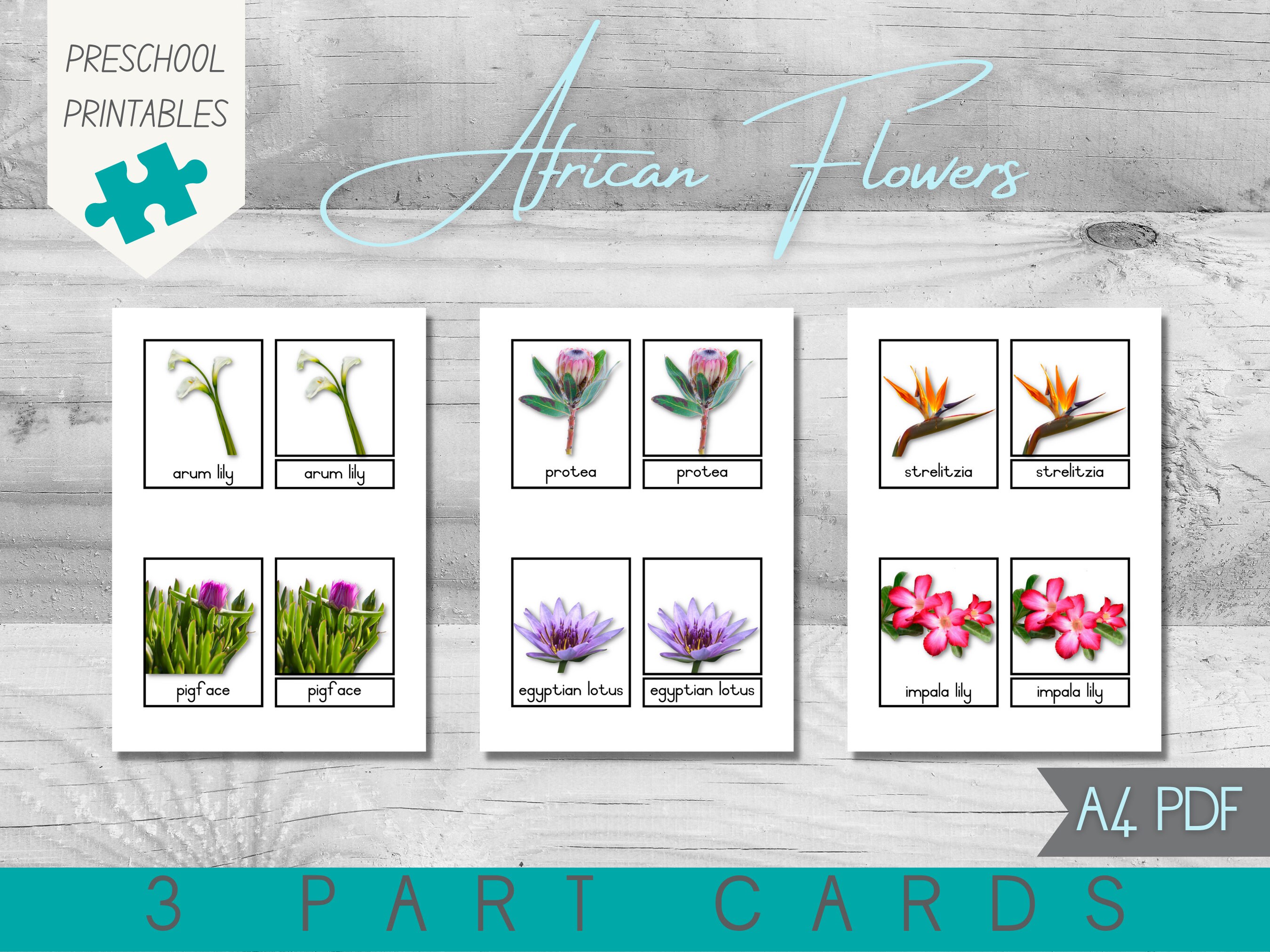 African Flowers | Montessori Continents Preschool Activity | 12 Sets ...