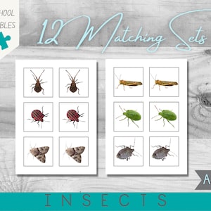 Insect Matching Preschool Activity | 12 Sets | 24 Cards | High ...