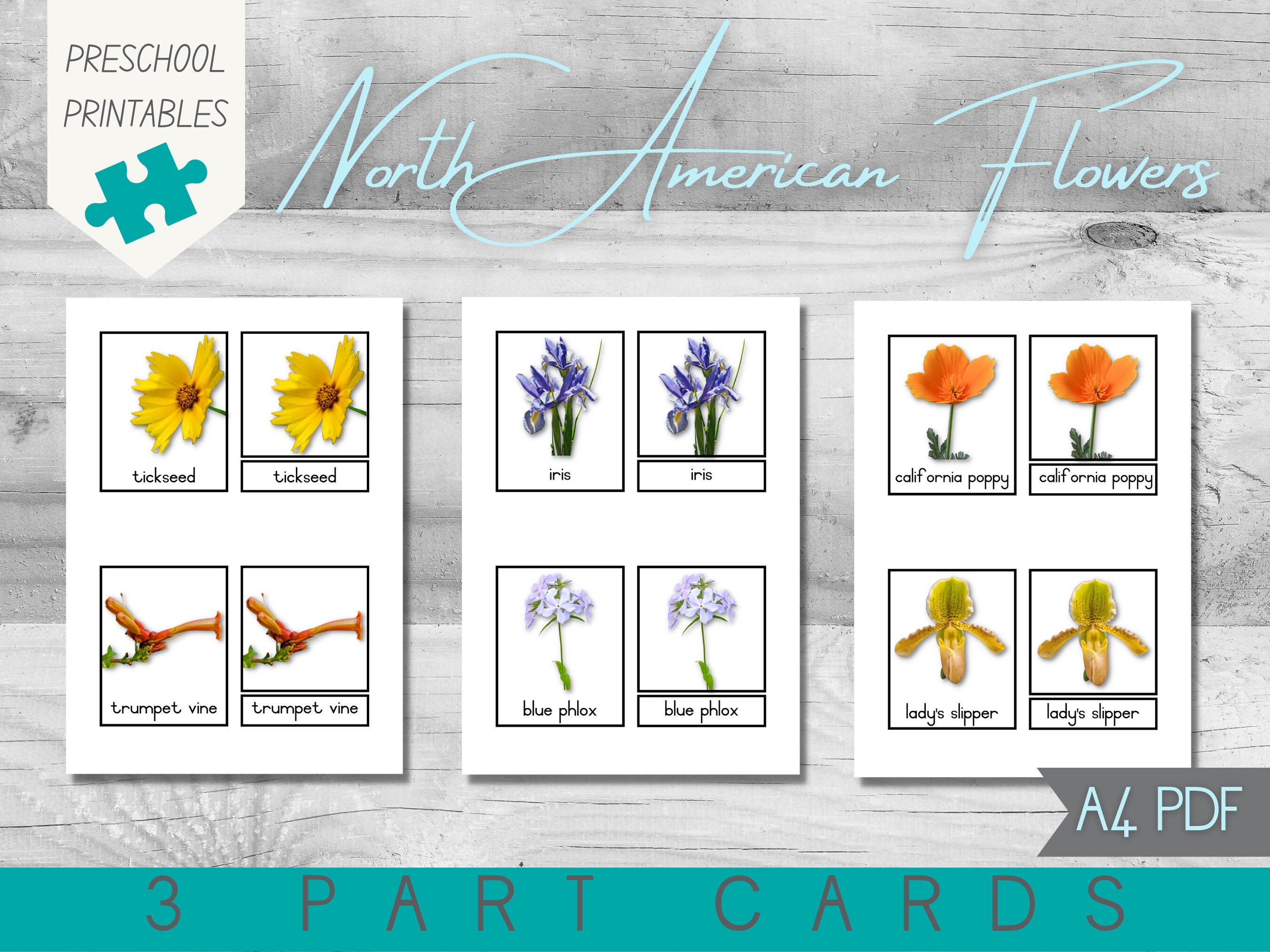 North American Flowers | Montessori Continents Preschool Activity | 12 ...