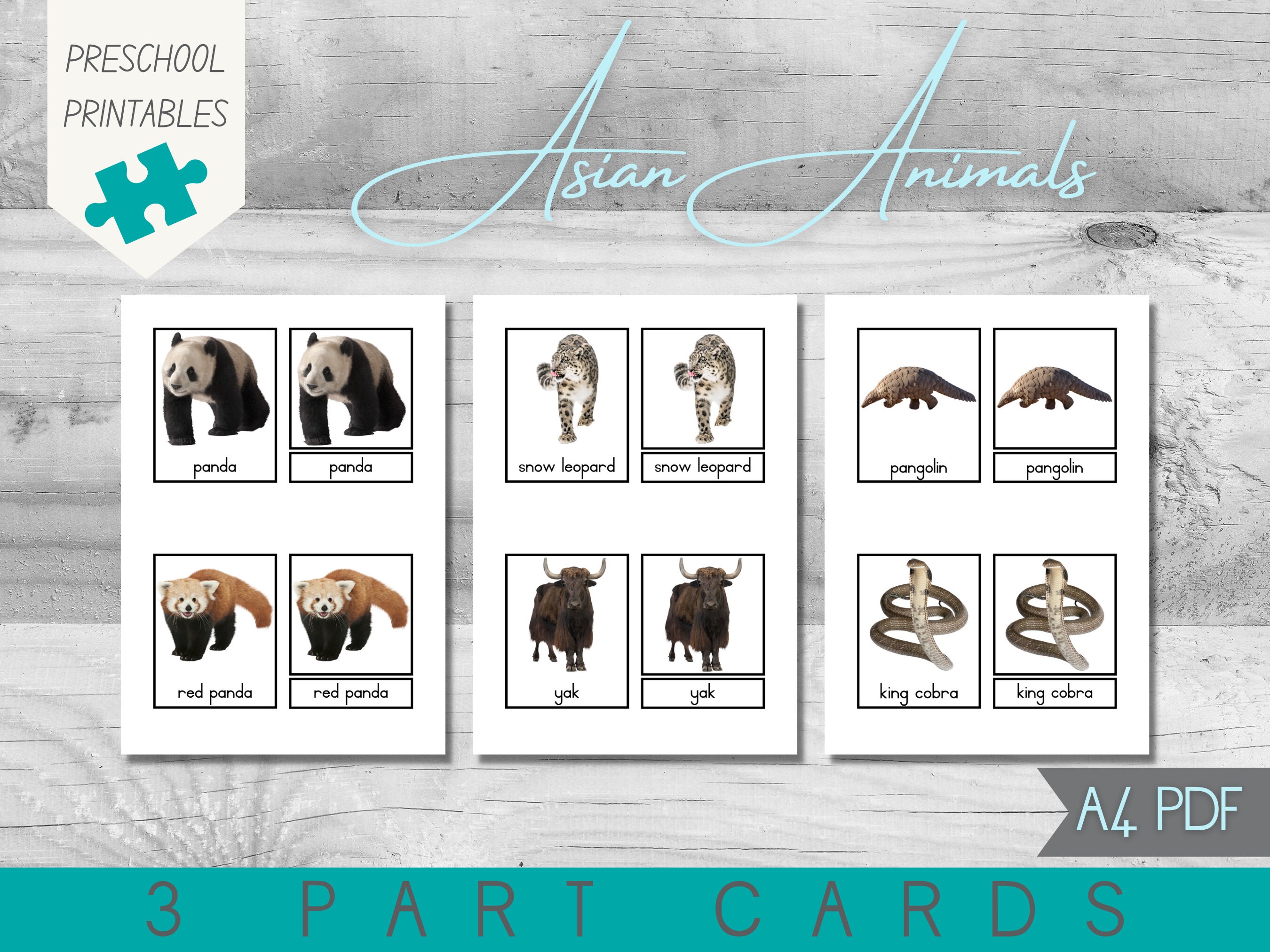 Asian Animals | Montessori Continents | 3 Part Cards | PDF Printable - Etsy