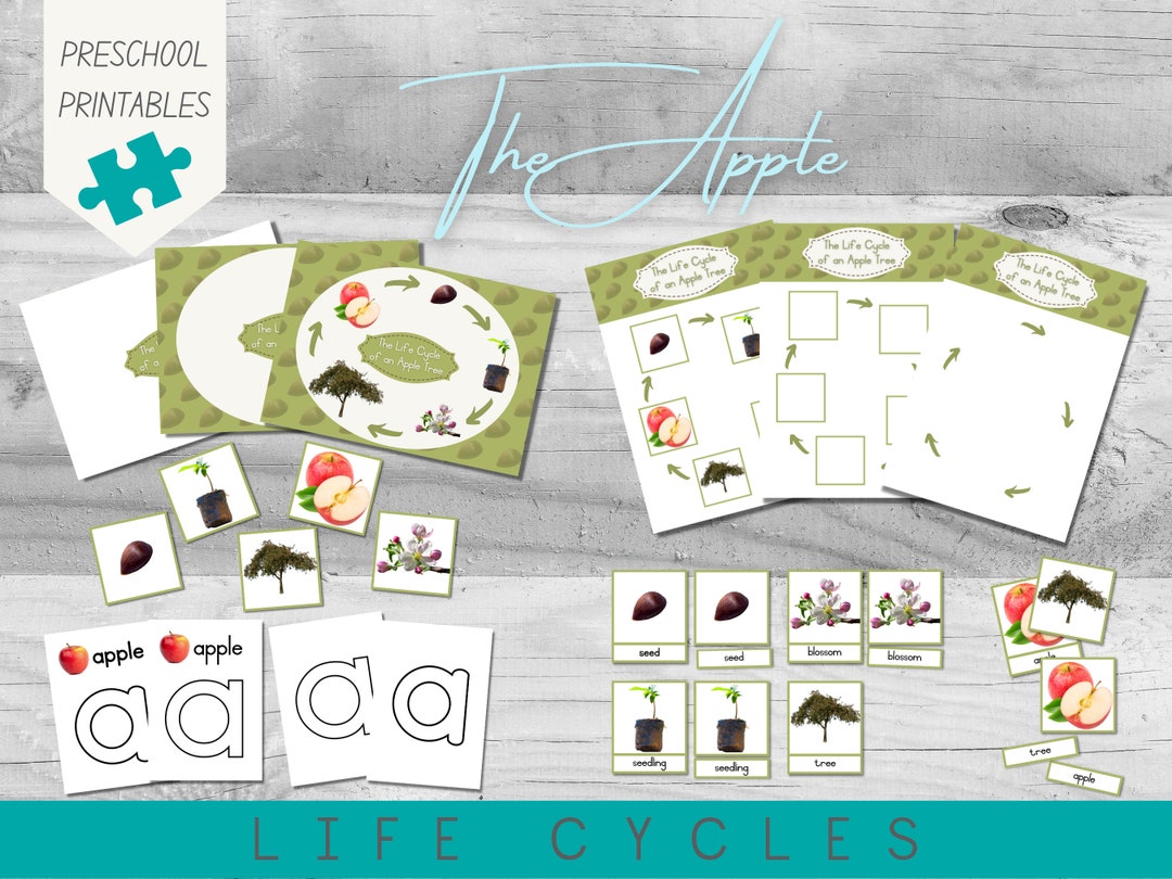 Life Cycle of an Apple Tree Activity Set | Matching Cards | 3 Part ...