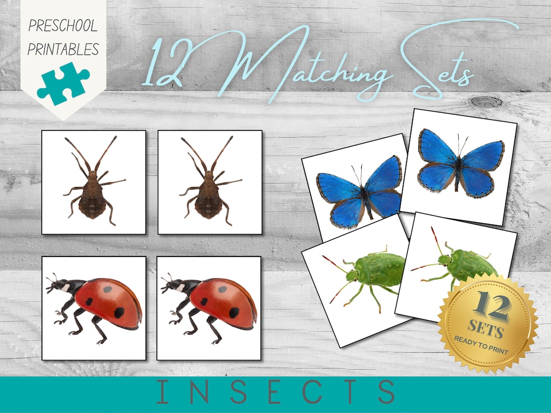 Insect Matching Preschool Activity | 12 Sets | 24 Cards | High ...