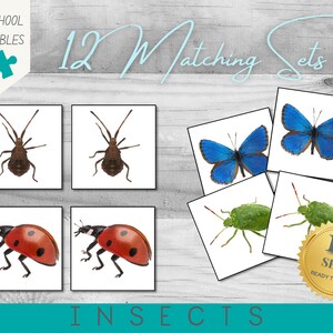 Insect Matching Preschool Activity | 12 Sets | 24 Cards | High ...