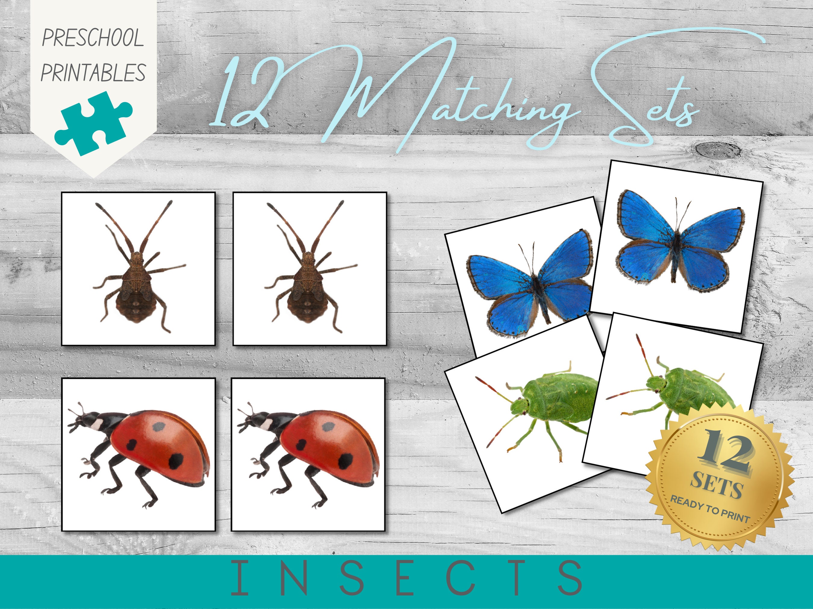 Insect Matching Preschool Activity 12 Sets 24 Cards High Resolution ...