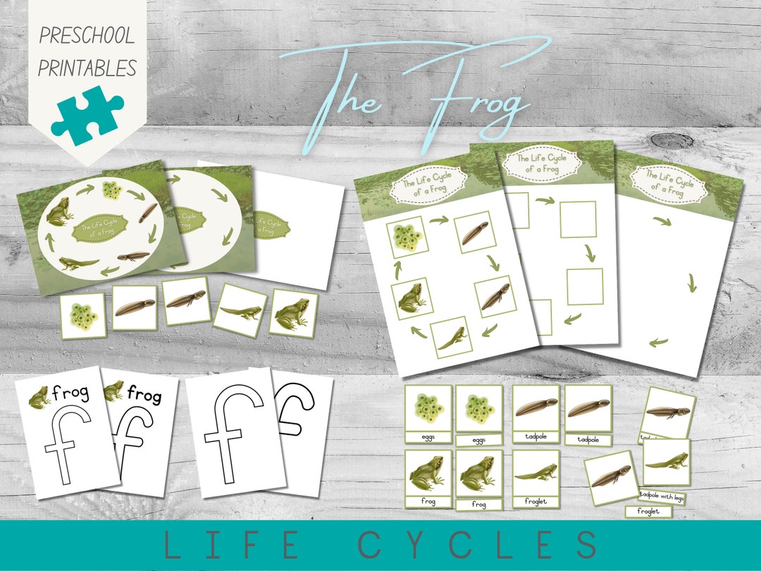 Life Cycle of a Frog Activity Set | Matching Cards | 3 Part Cards ...