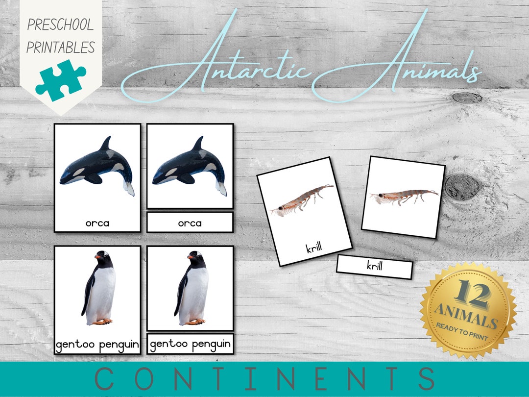 Antarctic Animals | Montessori Continents | 12 Animals | 3 Part Cards ...