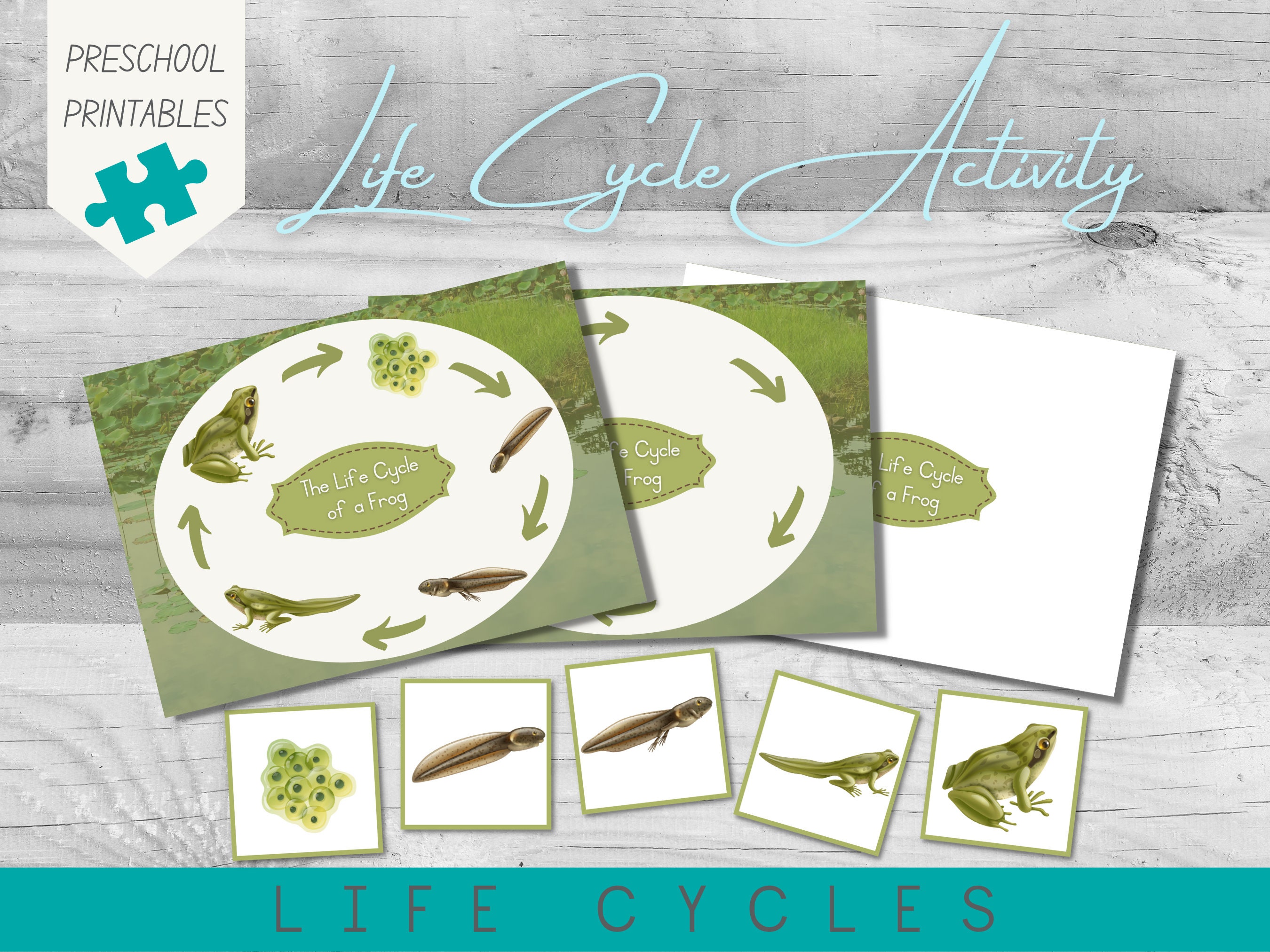 Life Cycle of a Frog Activity Set | Matching Cards | 3 Part Cards ...