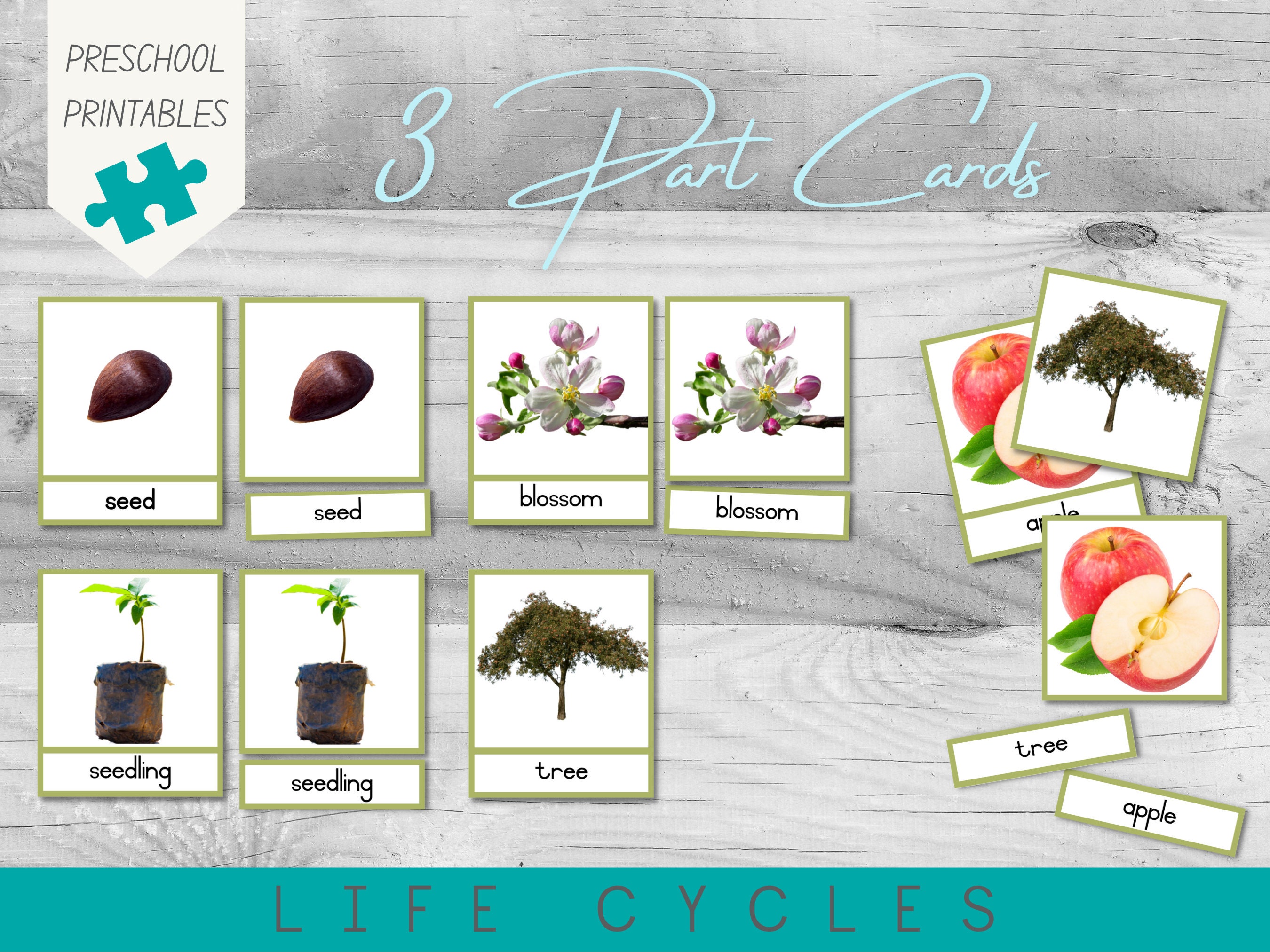 Life Cycle of an Apple Tree Activity Set Matching Cards 3 - Etsy