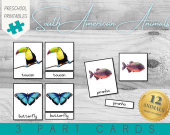 Montessori Continents | 3 Part Cards | PDF Printable - Etsy