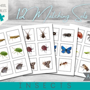 Insect Matching Preschool Activity | 12 Sets | 24 Cards | High ...