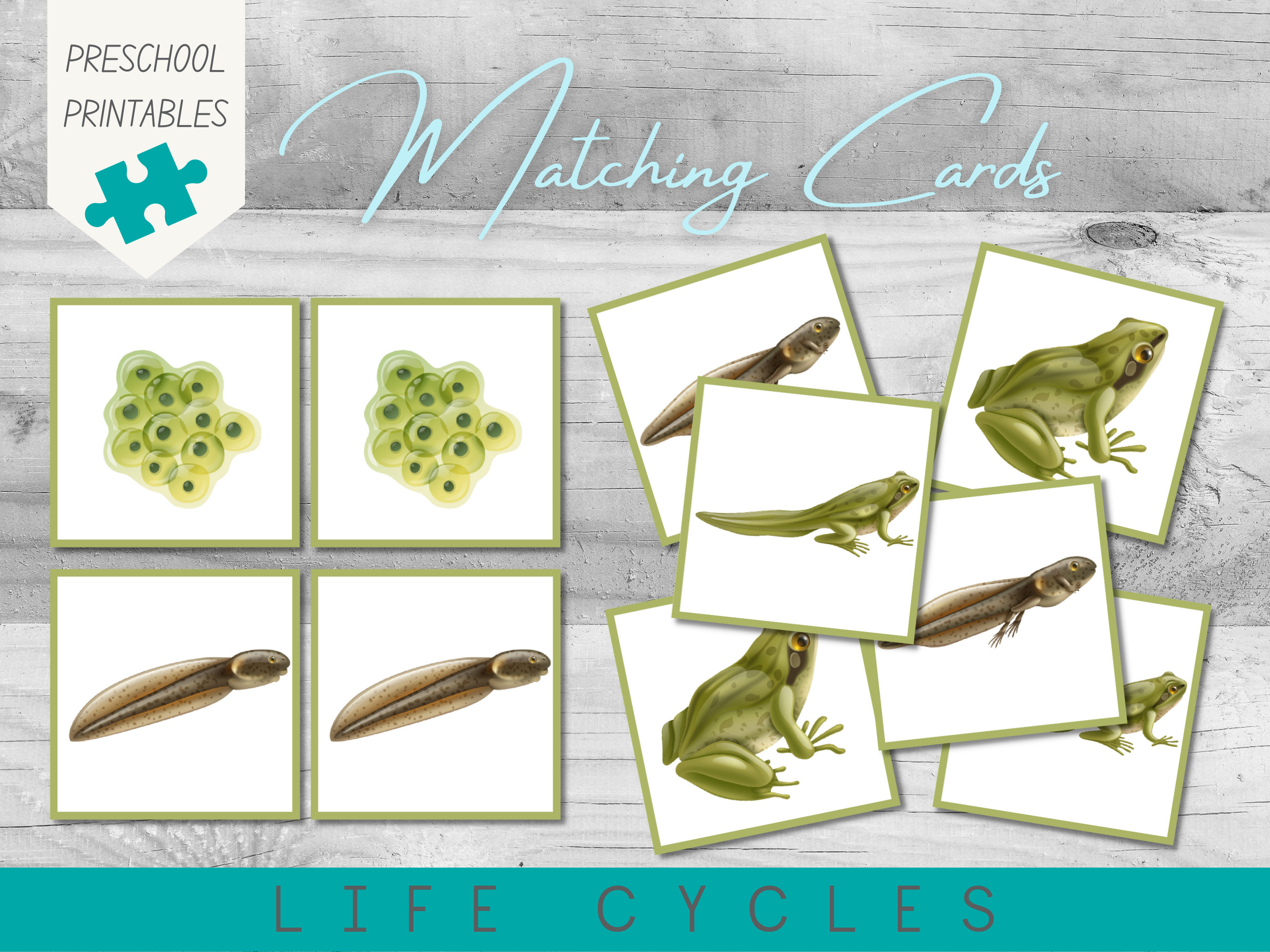 Life Cycle of a Frog Activity Set | Matching Cards | 3 Part Cards ...
