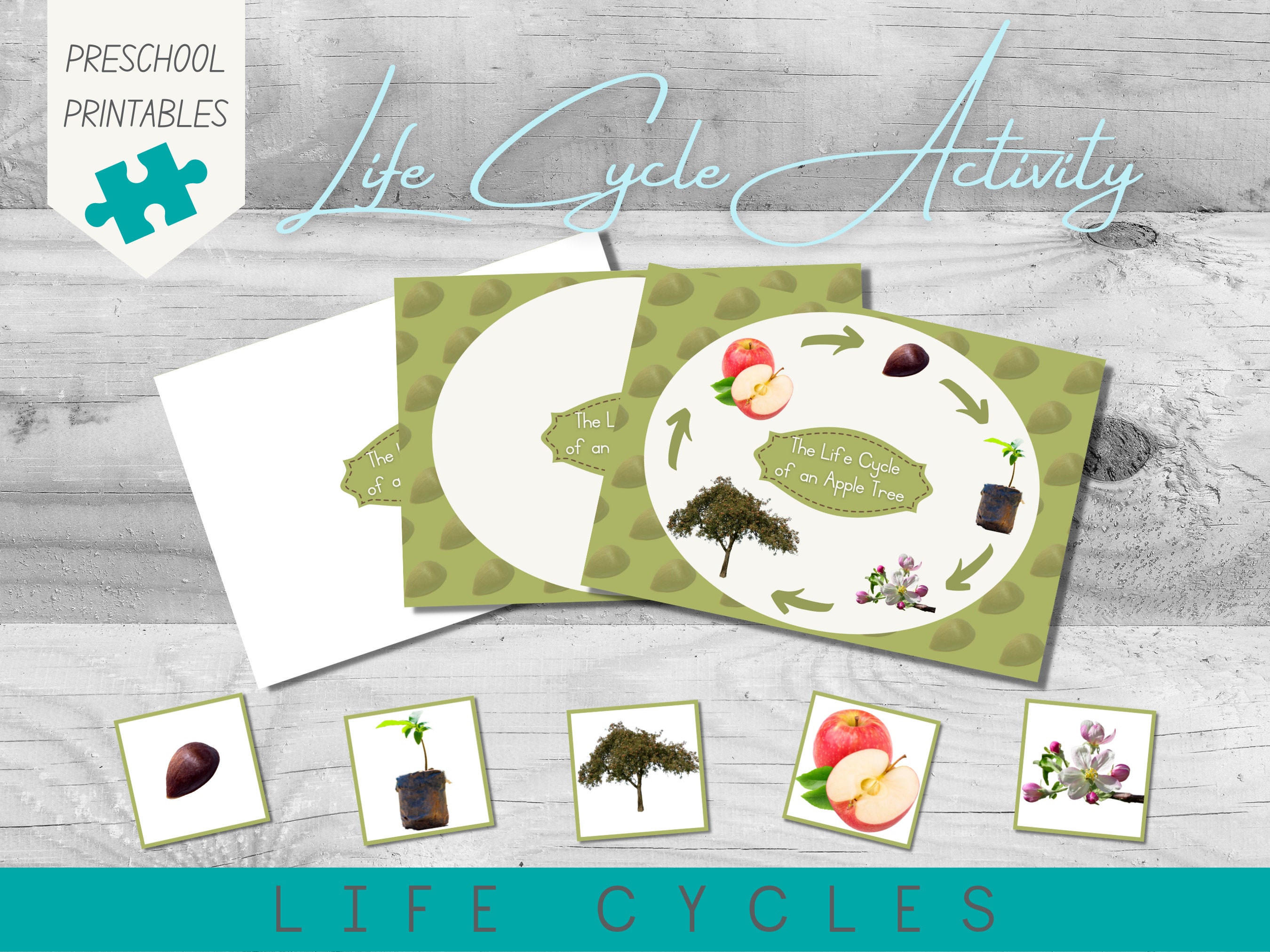 Life Cycle of an Apple Tree Activity Set Matching Cards 3 - Etsy