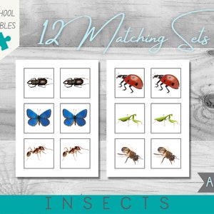 Insect Matching Preschool Activity | 12 Sets | 24 Cards | High ...