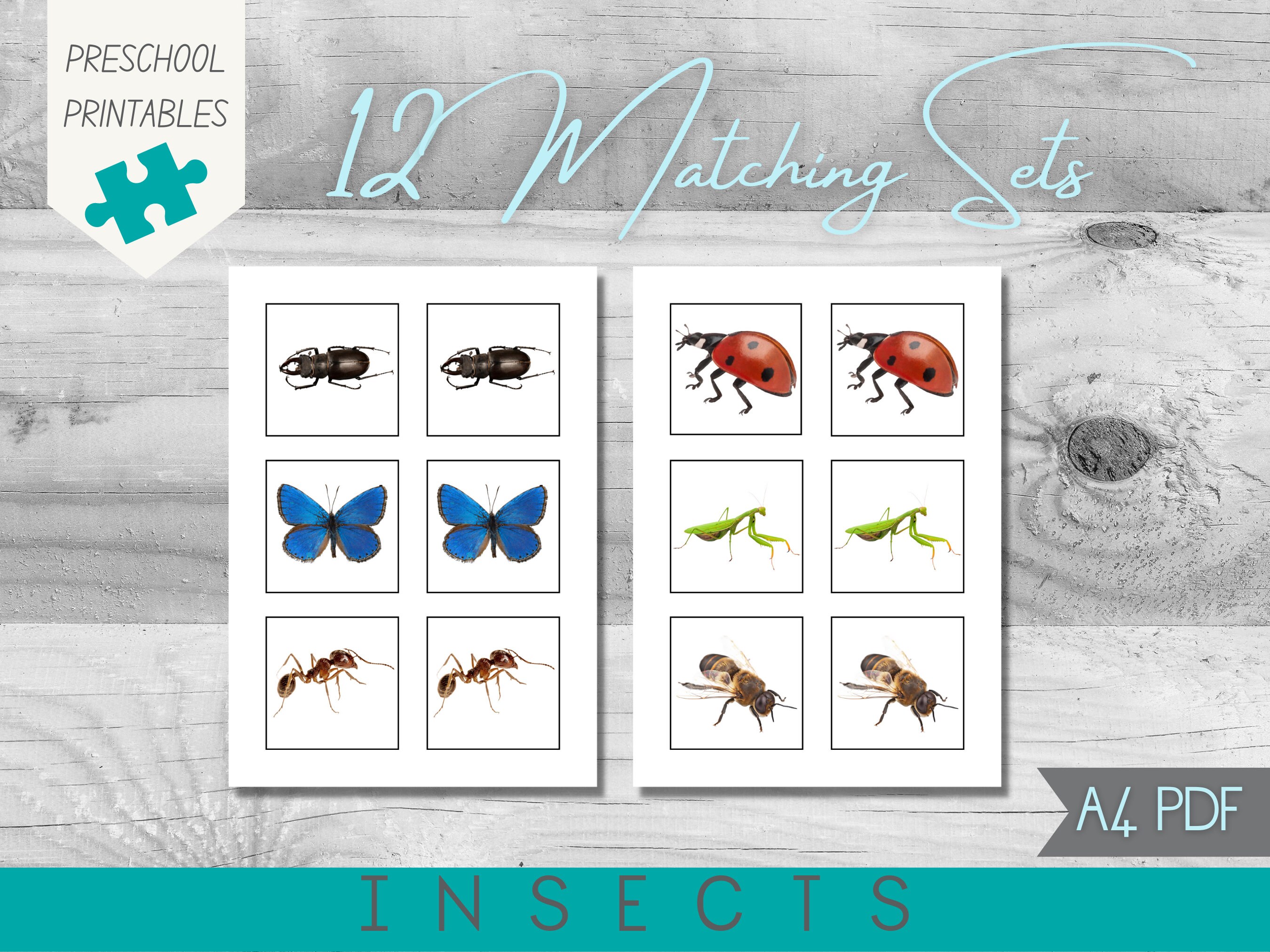 Insect Matching Preschool Activity 12 Sets 24 Cards High Resolution ...