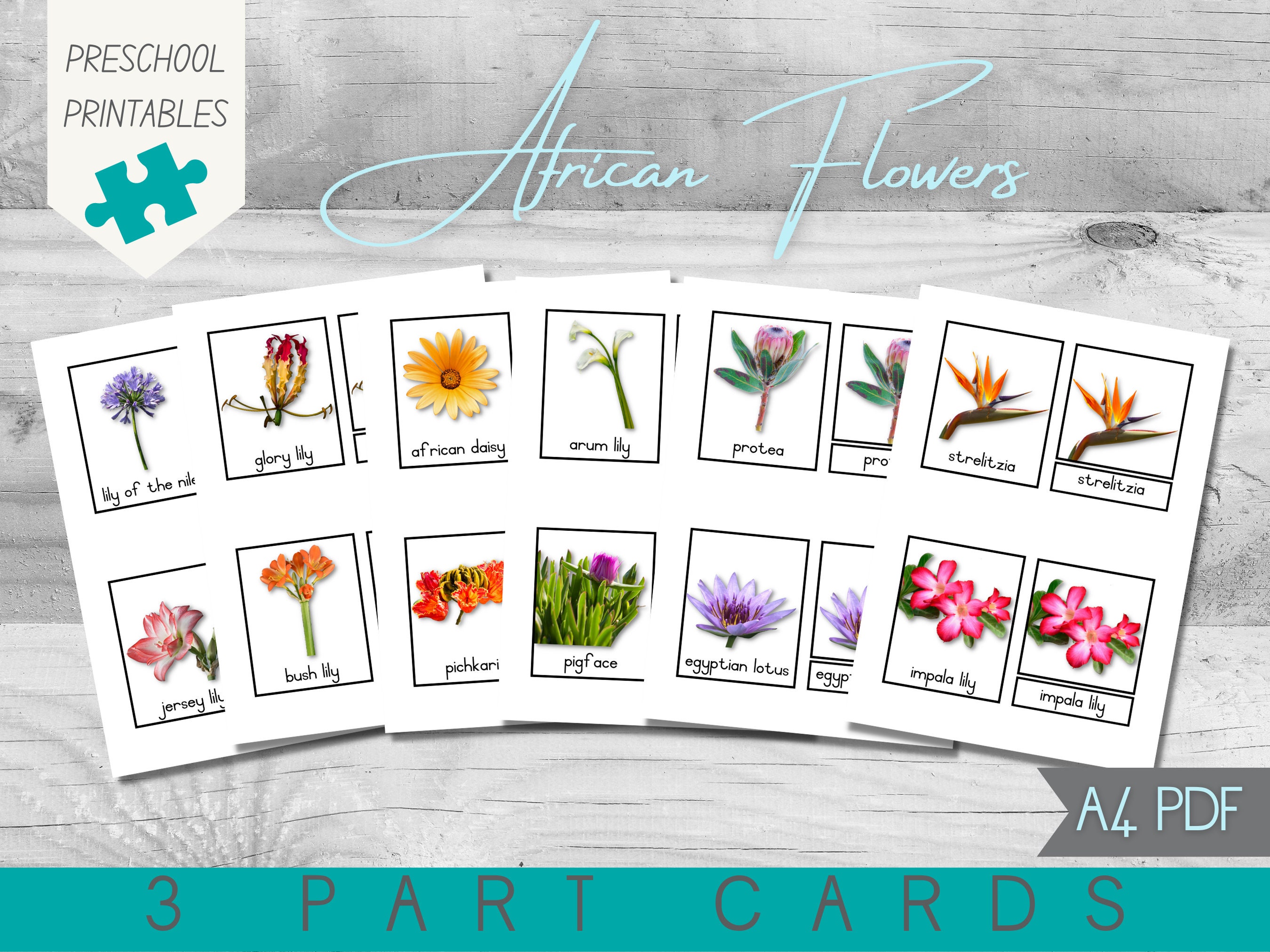 African Flowers | Montessori Continents Preschool Activity | 12 Sets ...