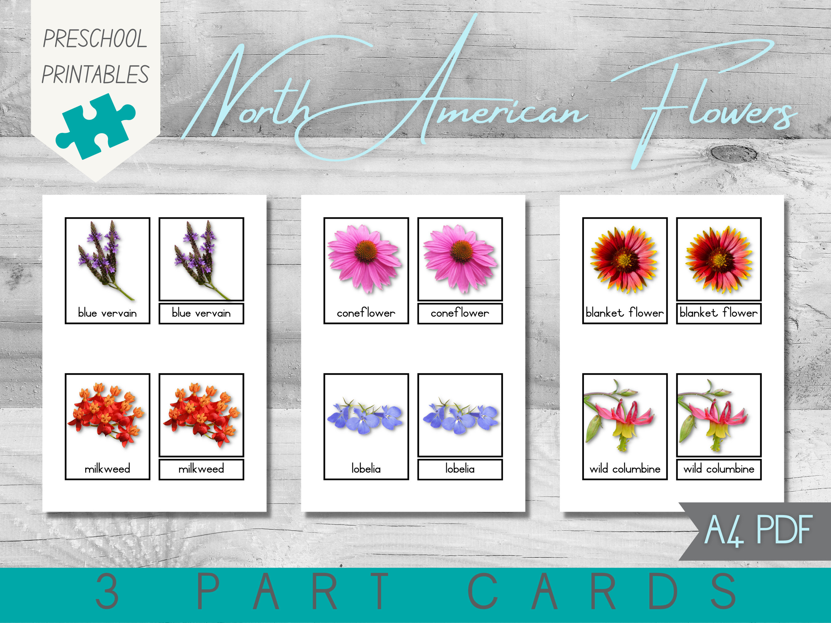 North American Flowers | Montessori Continents Preschool Activity | 12 ...