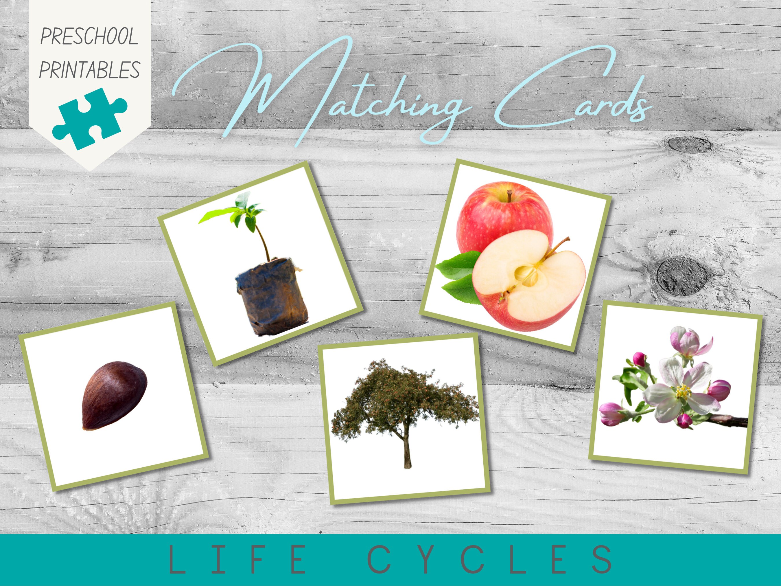 Life Cycle of an Apple Tree Activity Set Matching Cards 3 - Etsy