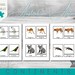 Australian Animals | Montessori Continents | 12 Animals | 3 Part Cards ...