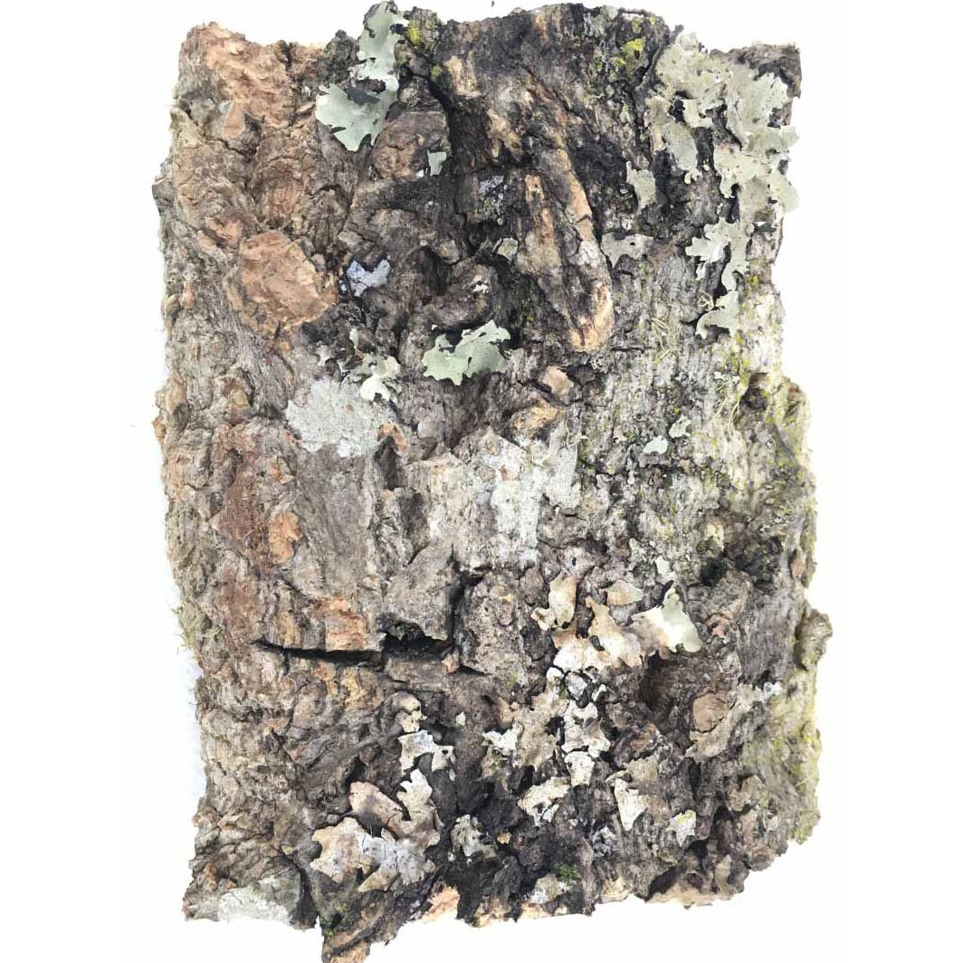 Aquarium Blackwater Aquascaping Hardscape Biotope Decor Terrarium ...