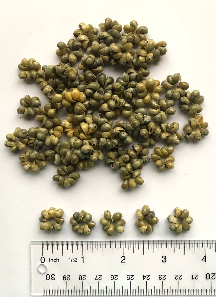 40 Shells Rings, Leis Spacers - Etsy