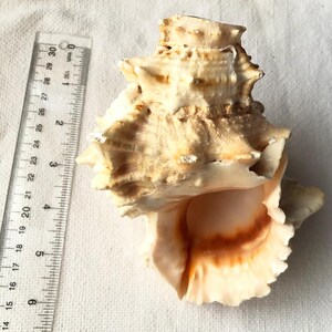 Conch Frog Shells - Etsy