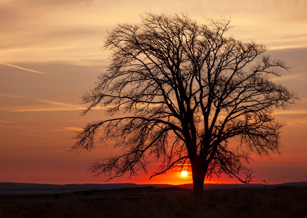 Winter Sunrise Over the Coronation Tree, Crosby Ravensworth Fell – A4 ...