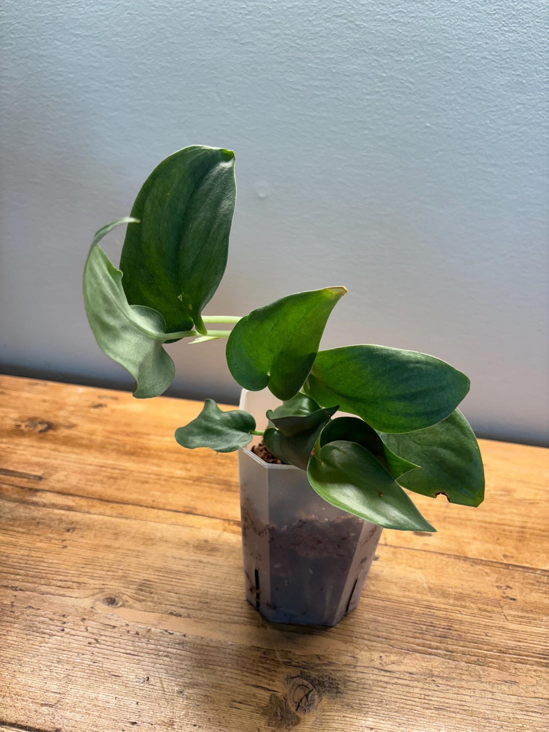 Scindapsus ‘platinum’ - Etsy