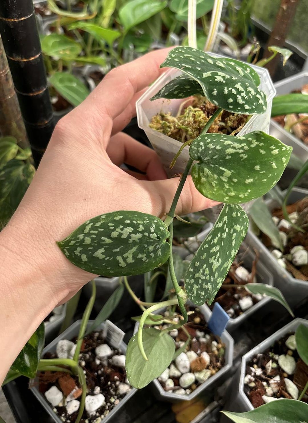 Scindapsus Tricolor - Etsy