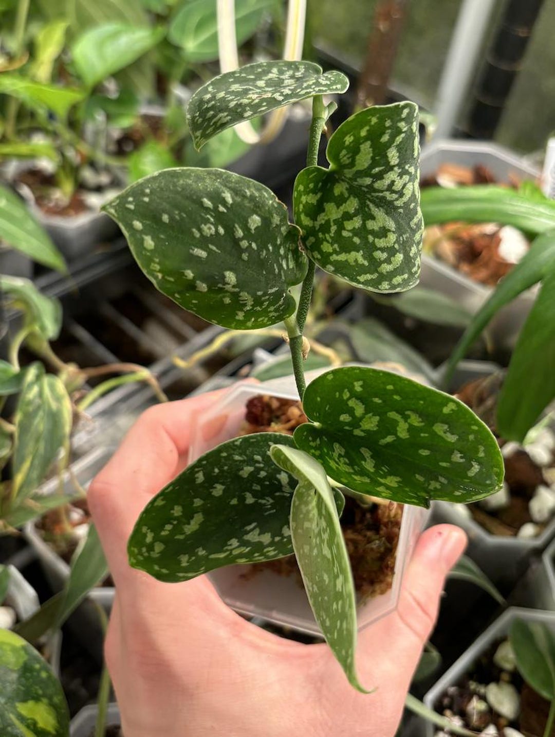 Scindapsus Tricolor - Etsy