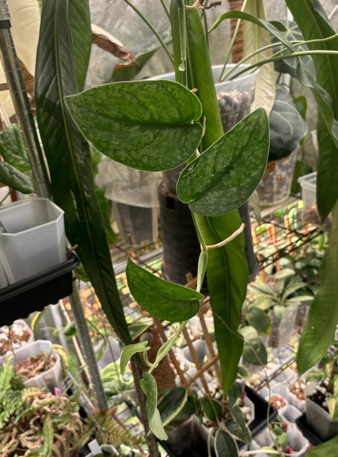 Scindapsus Pictus tattoo - Etsy