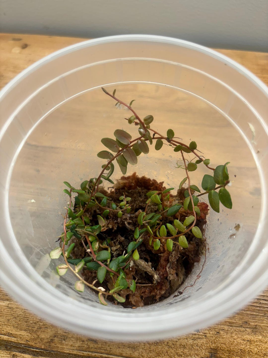 Marcgravia Sp. 'brown' Umbellata - Etsy