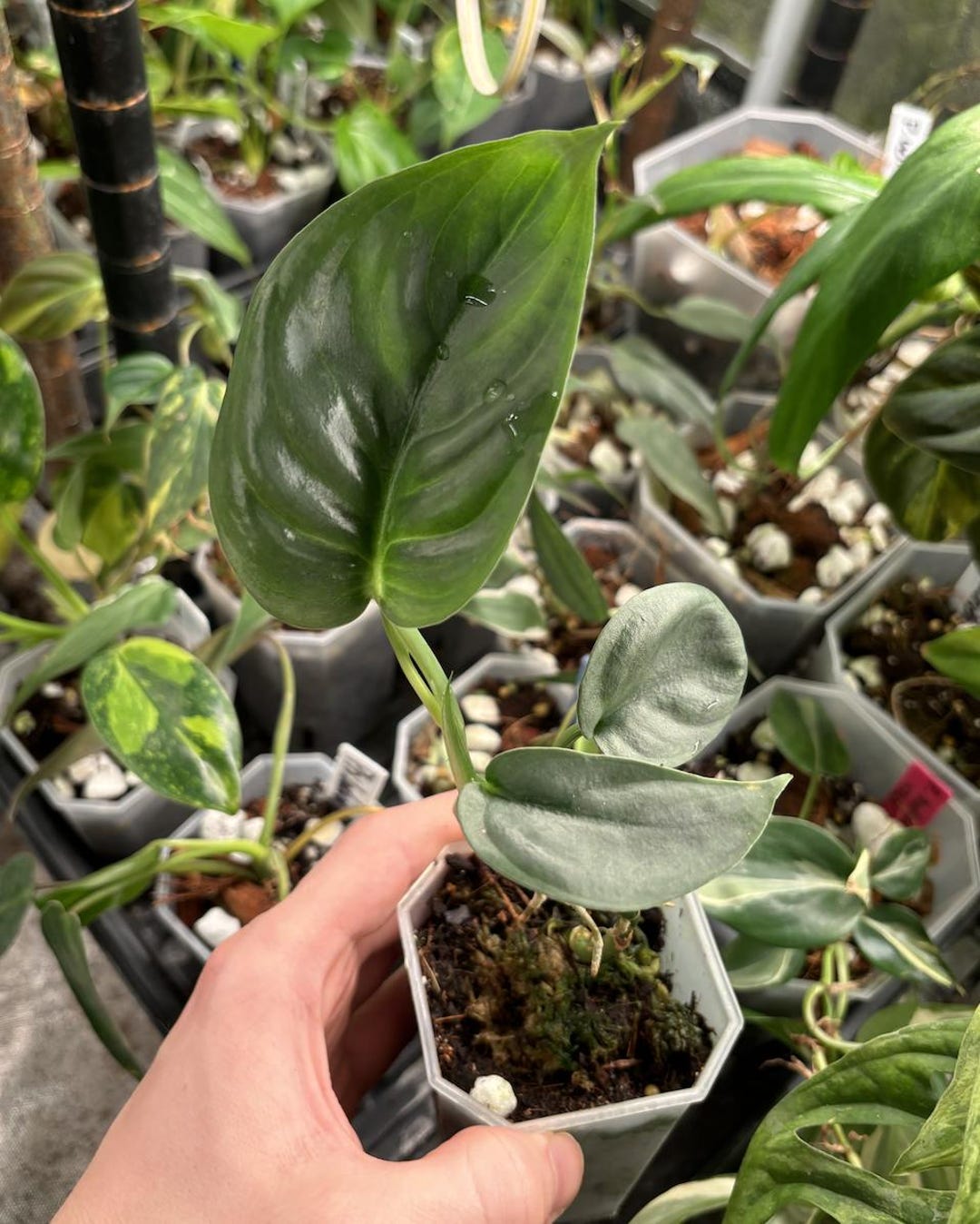 Scindapsus Pictus platinum - Etsy