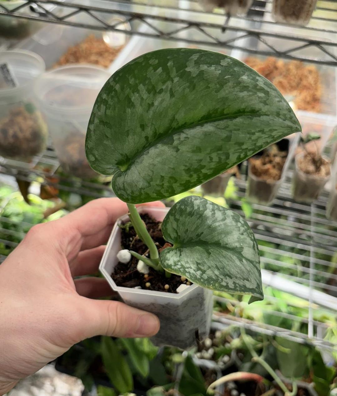 Scindapsus Pictus 'tattoo' - Etsy