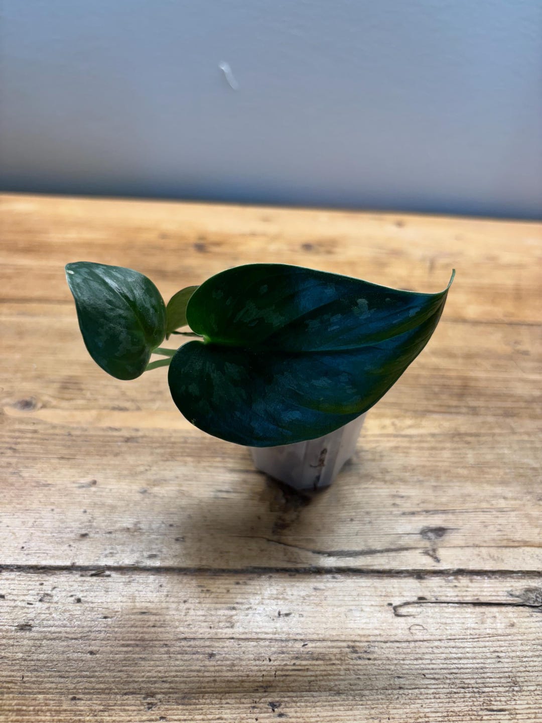 Scindapsus Sp. 'borneo' - Etsy