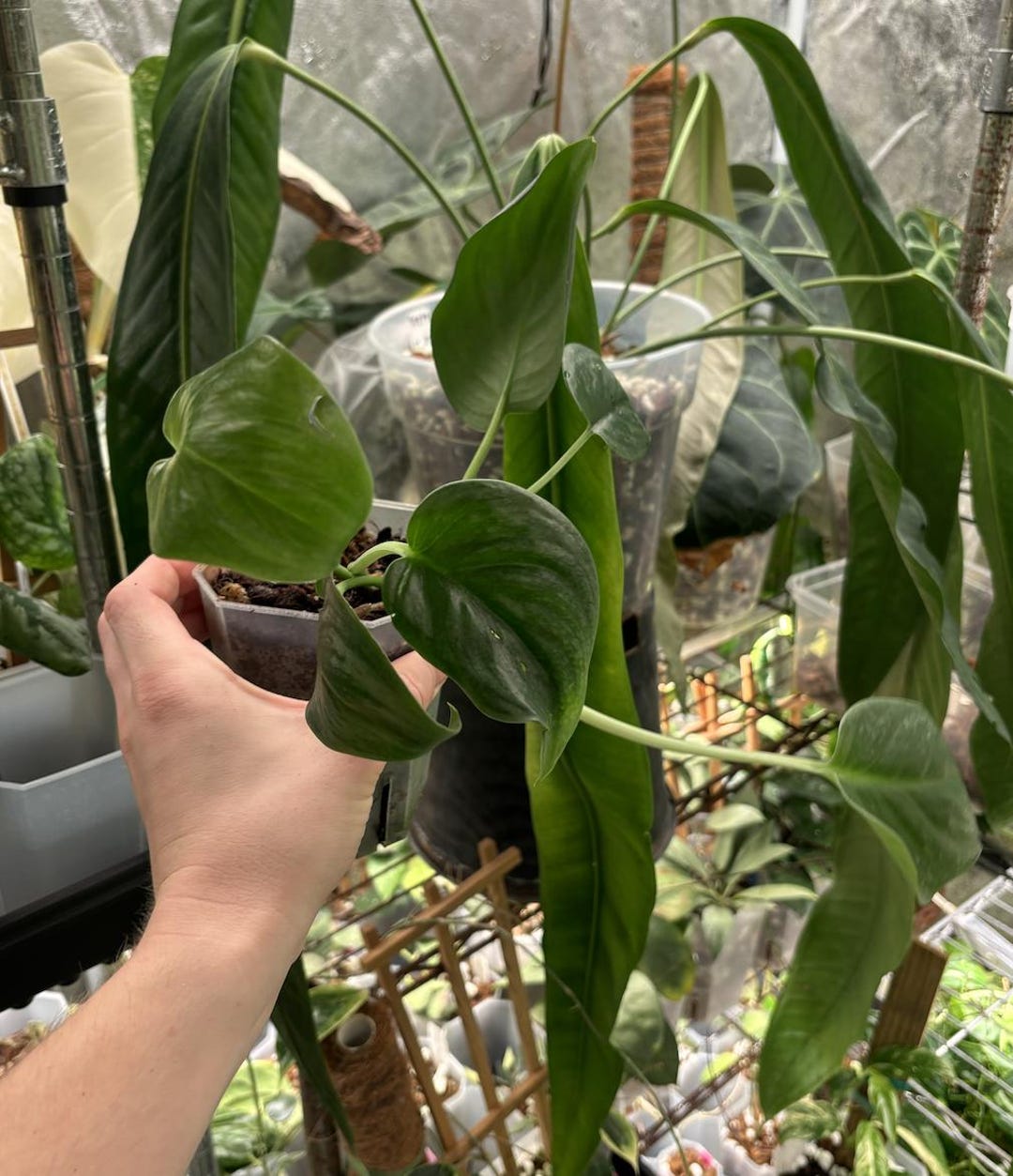 Scindapsus Pictus platinum borneo - Etsy