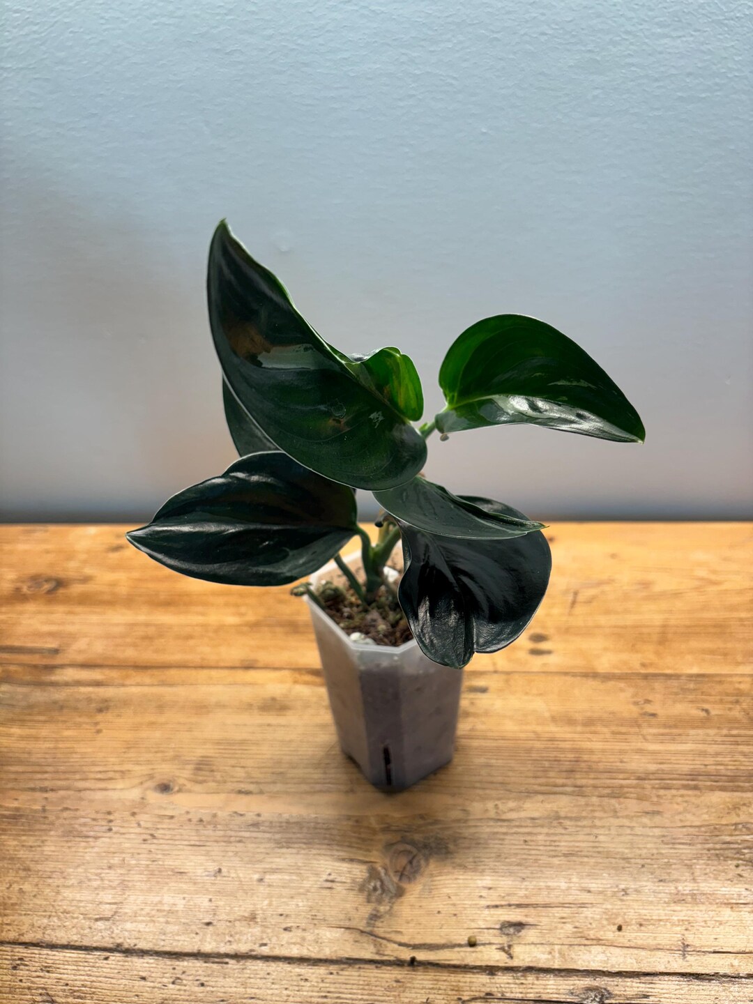 Scindapsus Treubii (dark Form) Variegated - Etsy