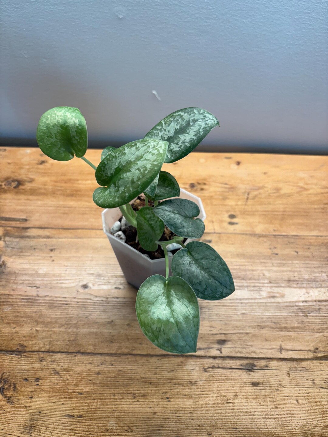 Scindapsus ‘silver Splash’ - Etsy