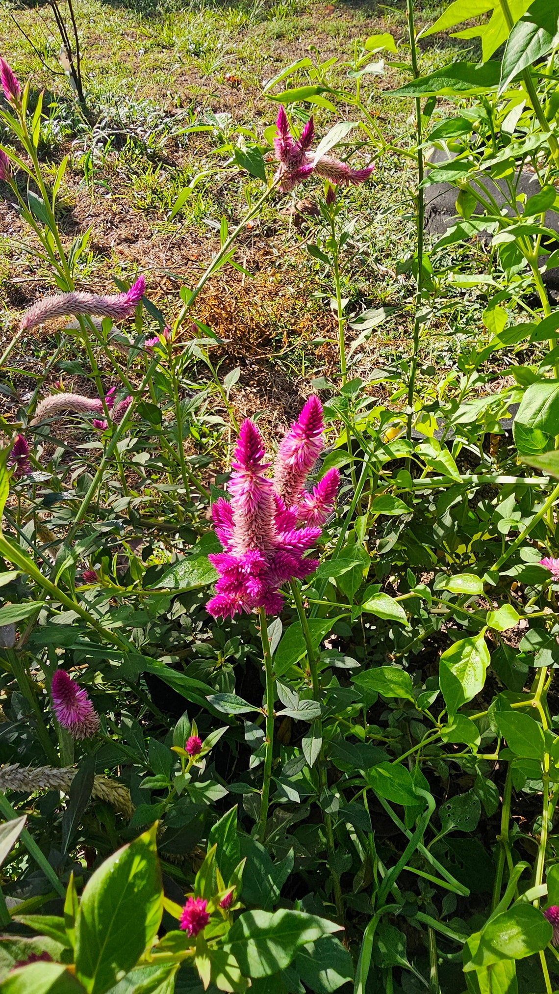 Celosia, Asian Garden Seeds - Etsy