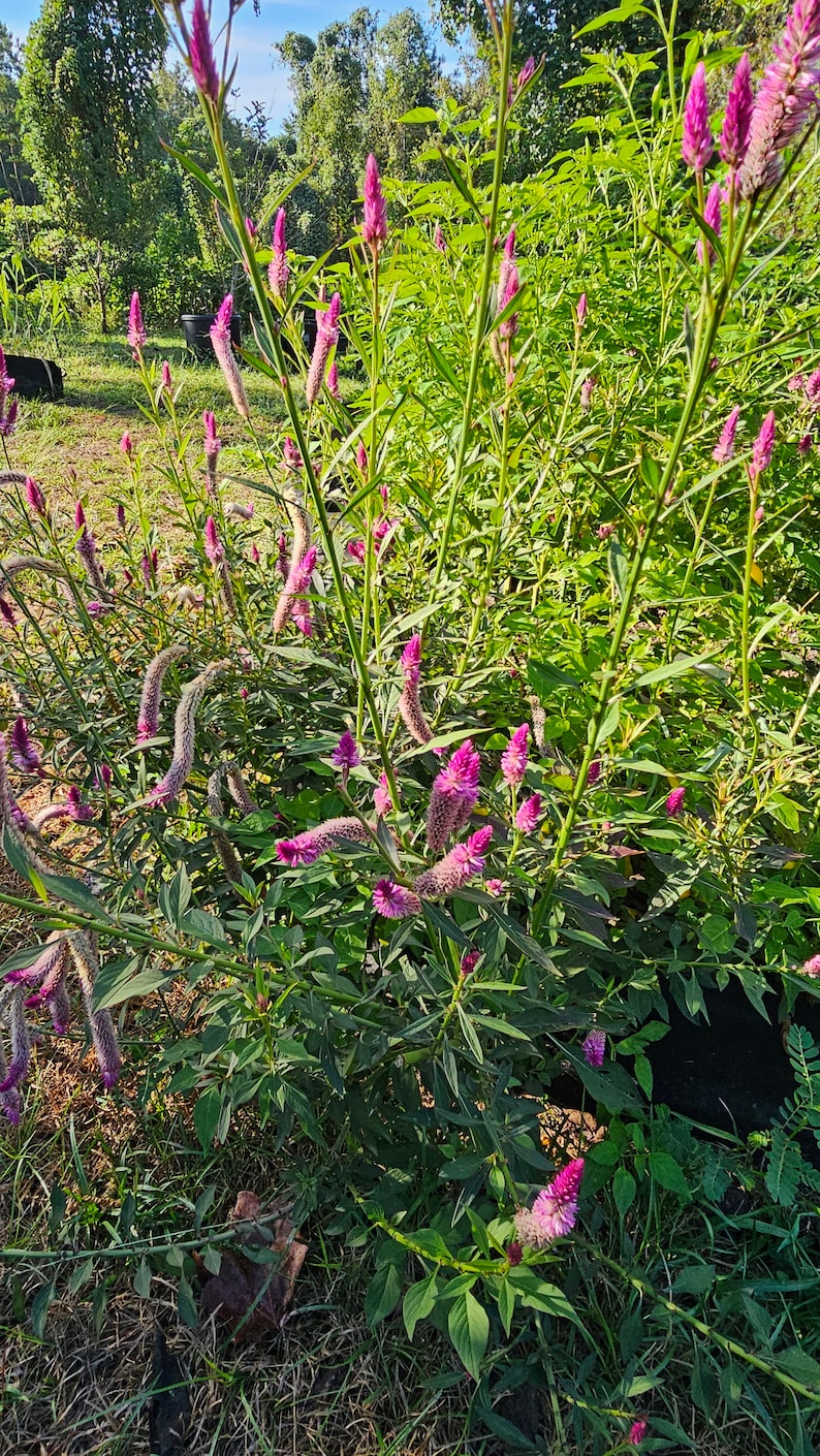 Celosia, Asian Garden Seeds - Etsy