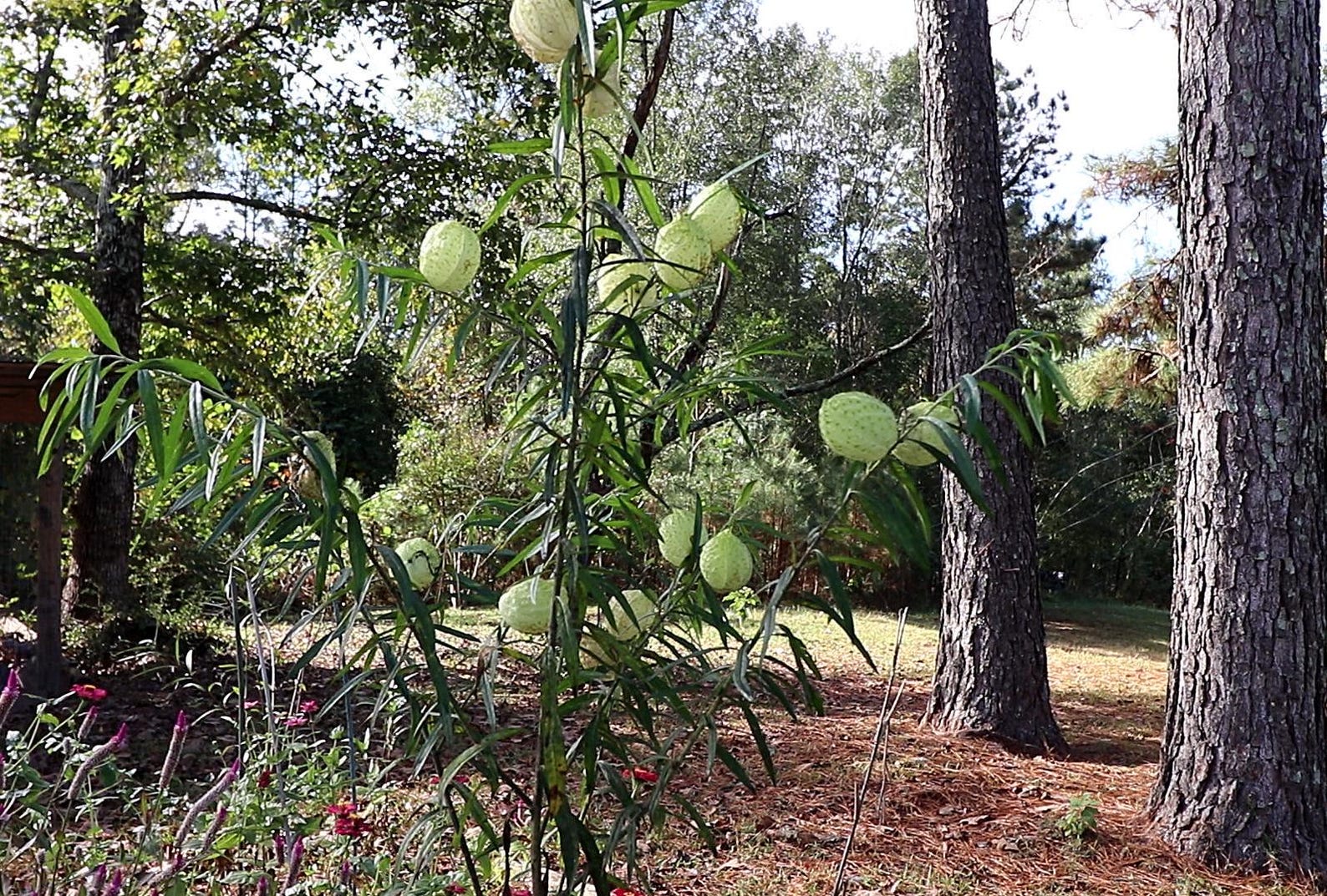 Hairy Balls Milkweed (gomphocarpus Physocarpus) - Etsy