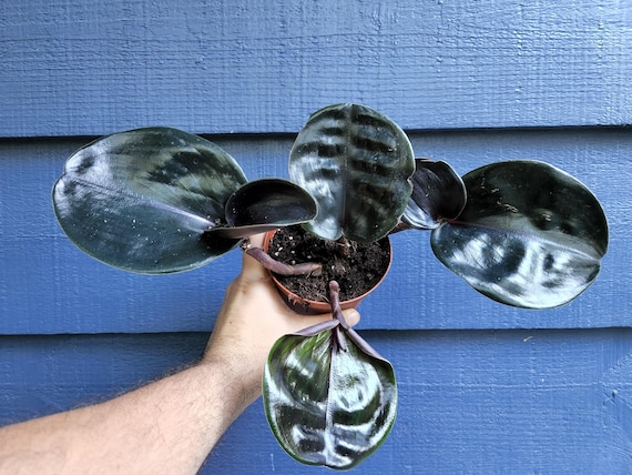 Geogenanthus Ciliatus Geo Plant Rare Houseplant - Etsy UK