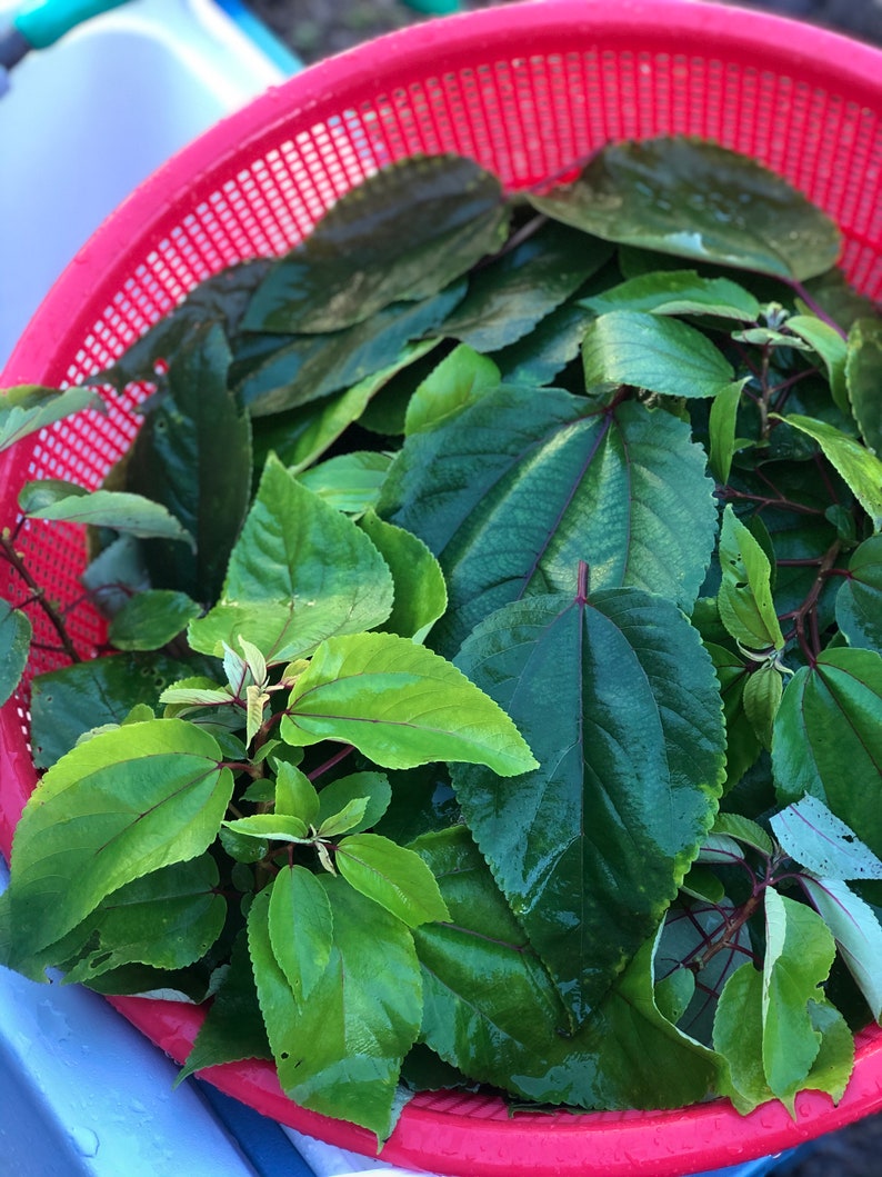 Mamaki Tea From Hawaii 2oz - Etsy
