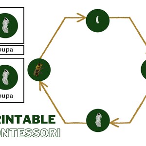 Montessori Bee Life Cycle Printable PDF and PNG 3 Part Cards - Etsy