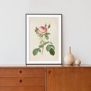 Vintage Rose Print, Antique Flower Print, Vintage Floral Painting ...