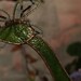 Enchanting Forest Sprite: Bright Green Stained Glass Dragonfly, Ceiling ...