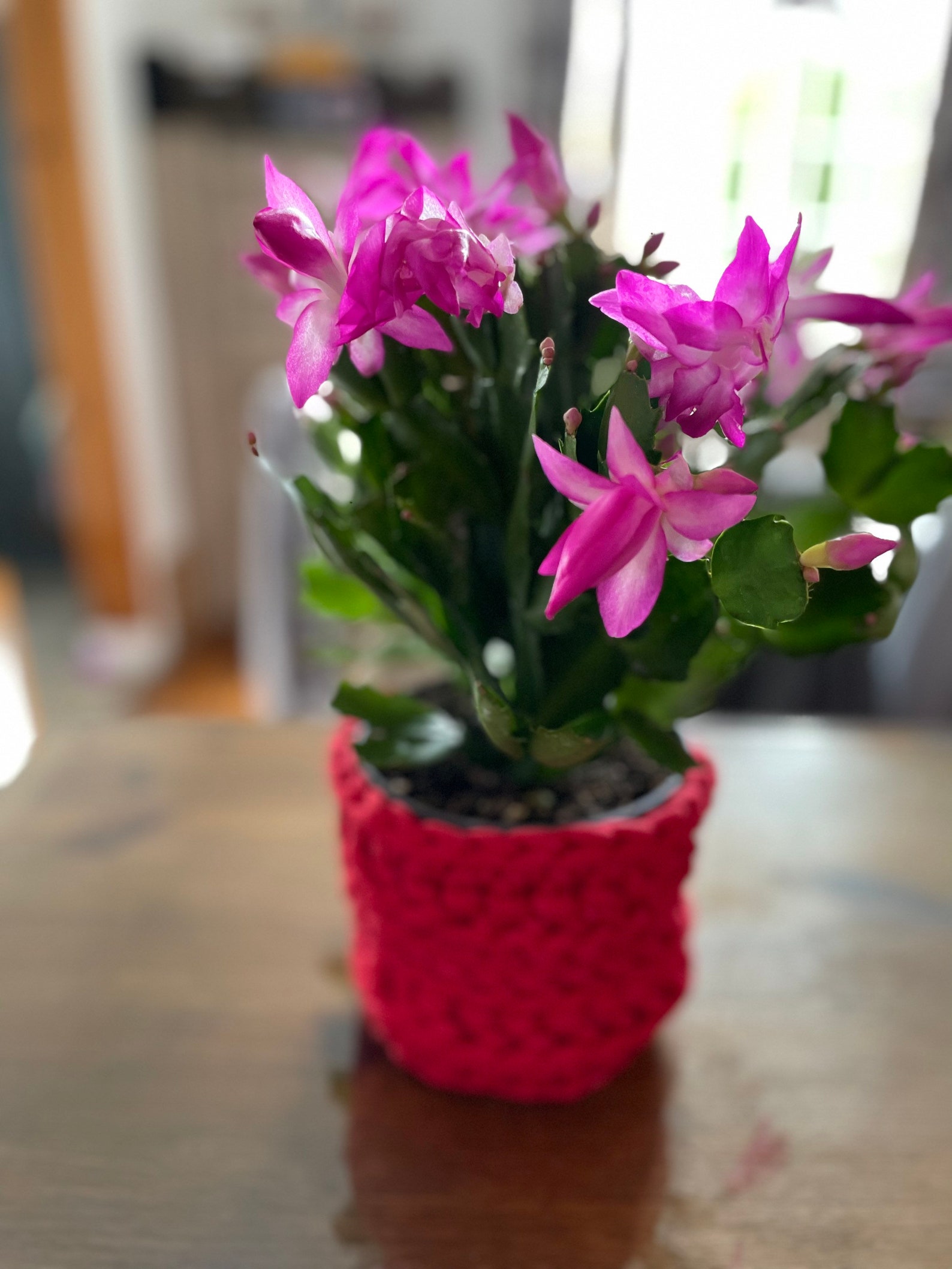 Cache Pot rouge en crochet, France - Etsy France